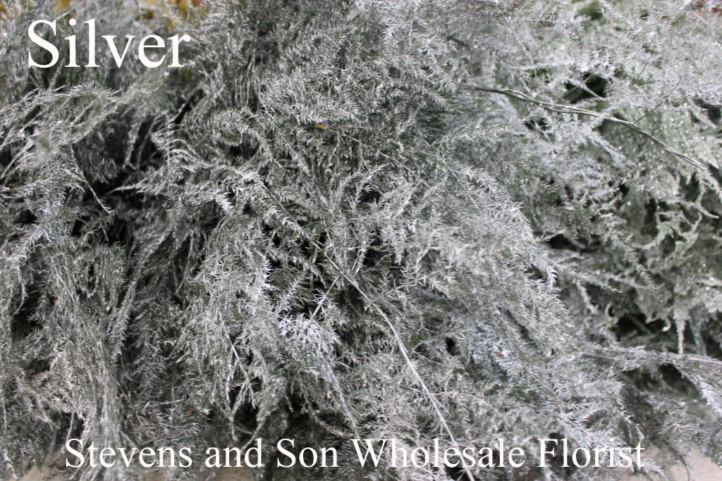 Color Enhanced Plumosa | Stevens and Son Wholesale Florist