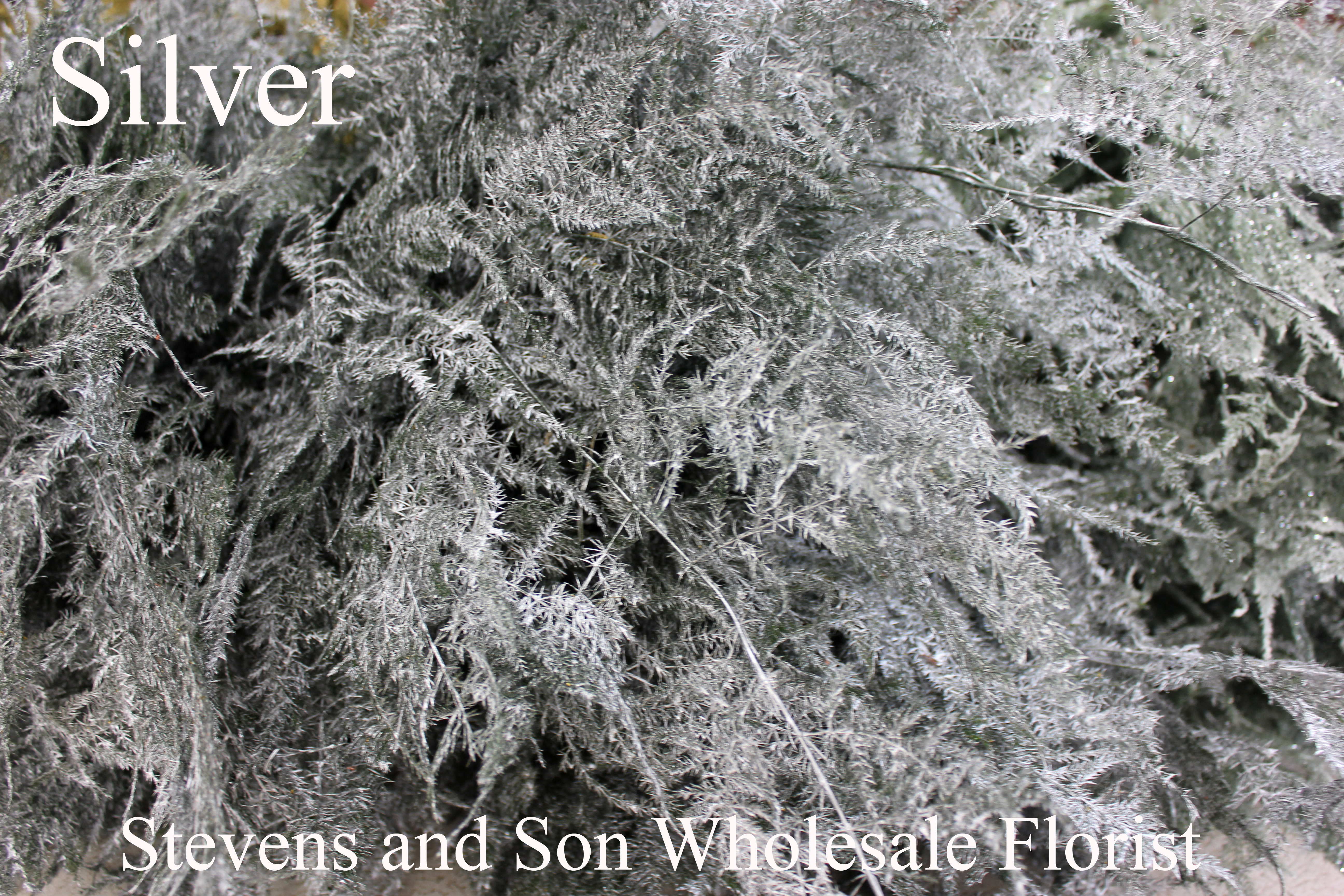 Color Enhanced Plumosa | Stevens and Son Wholesale Florist