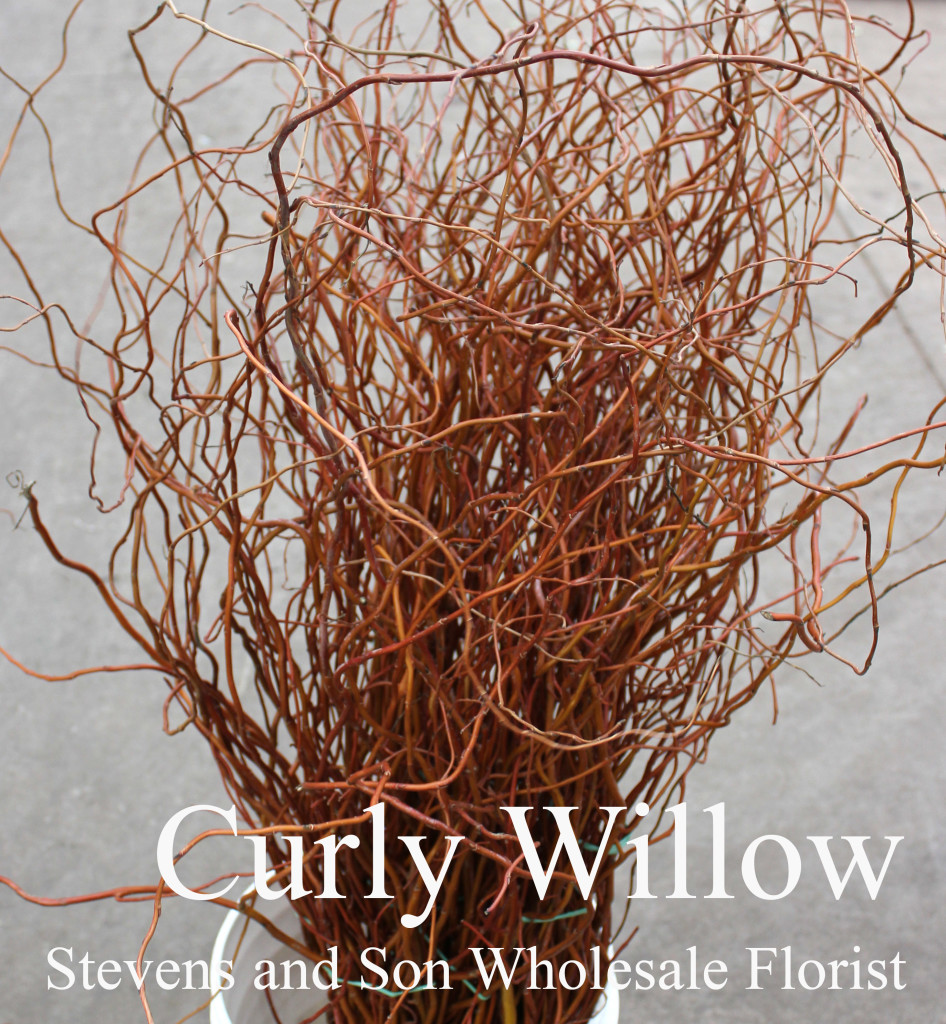 Branches | Stevens and Son Wholesale Florist