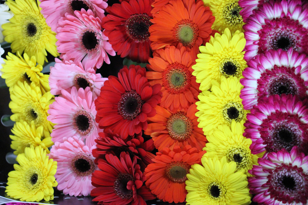 Gerbera | Stevens and Son Wholesale Florist