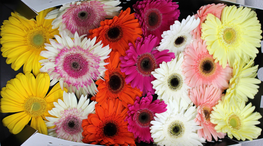 Gerbera | Stevens and Son Wholesale Florist