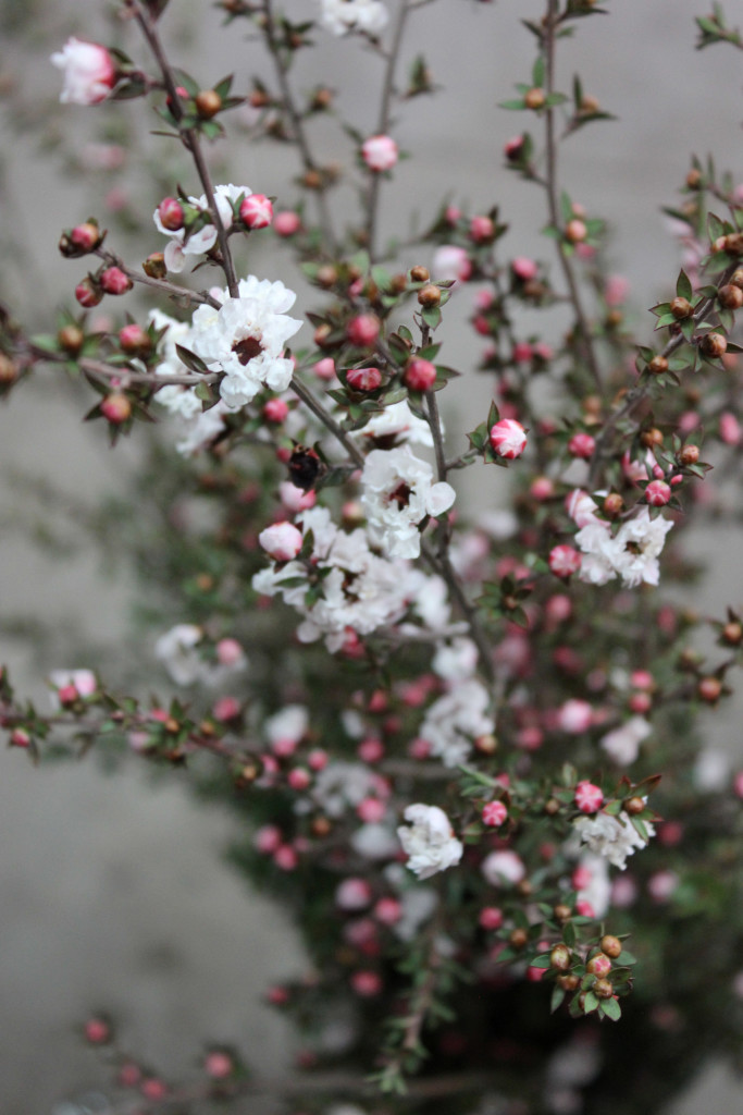 Leptospermum | Stevens and Son Wholesale Florist