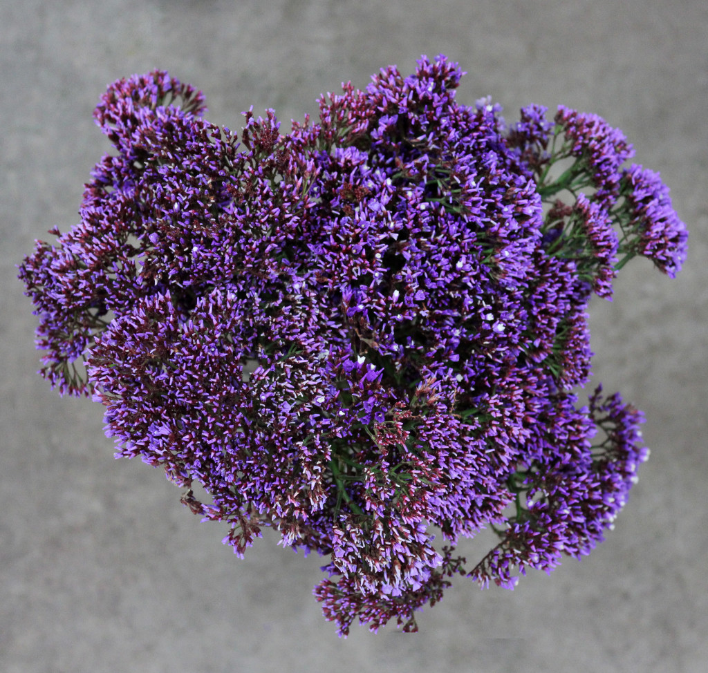 Statice | Stevens and Son Wholesale Florist