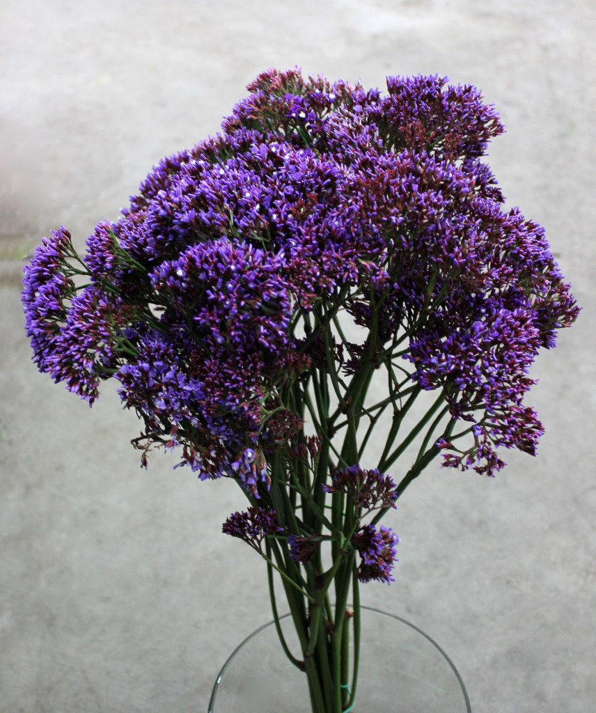 Statice | Stevens and Son Wholesale Florist