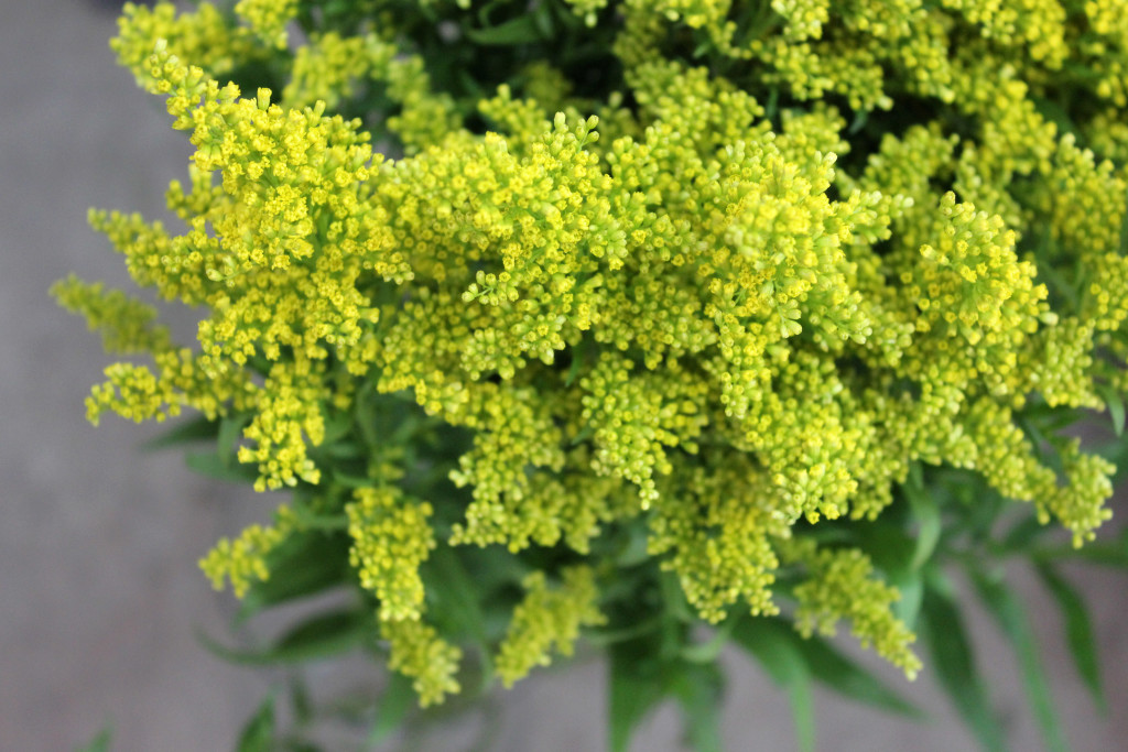 Solidago | Stevens and Son Wholesale Florist