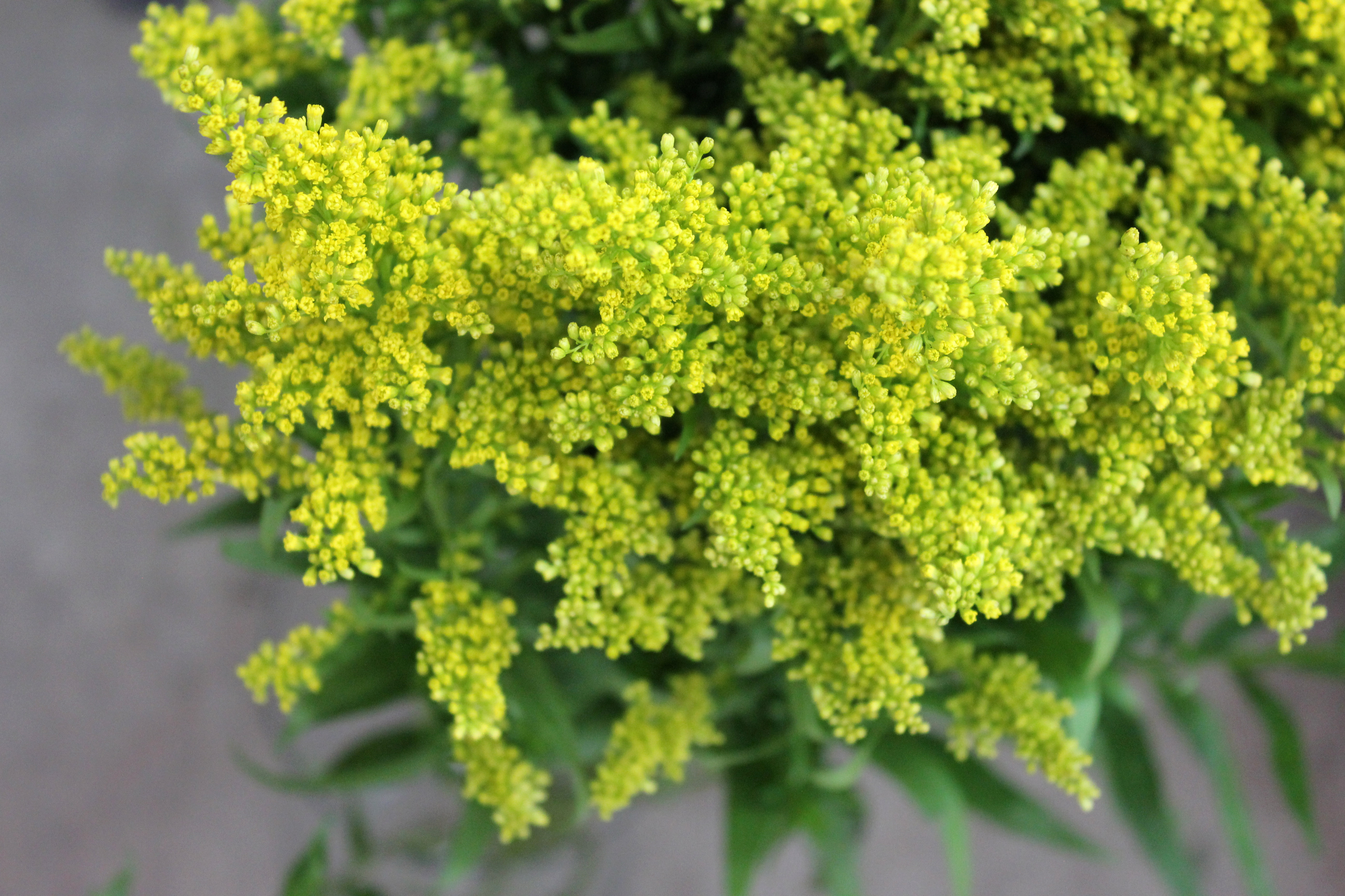 Solidago | Stevens and Son Wholesale Florist