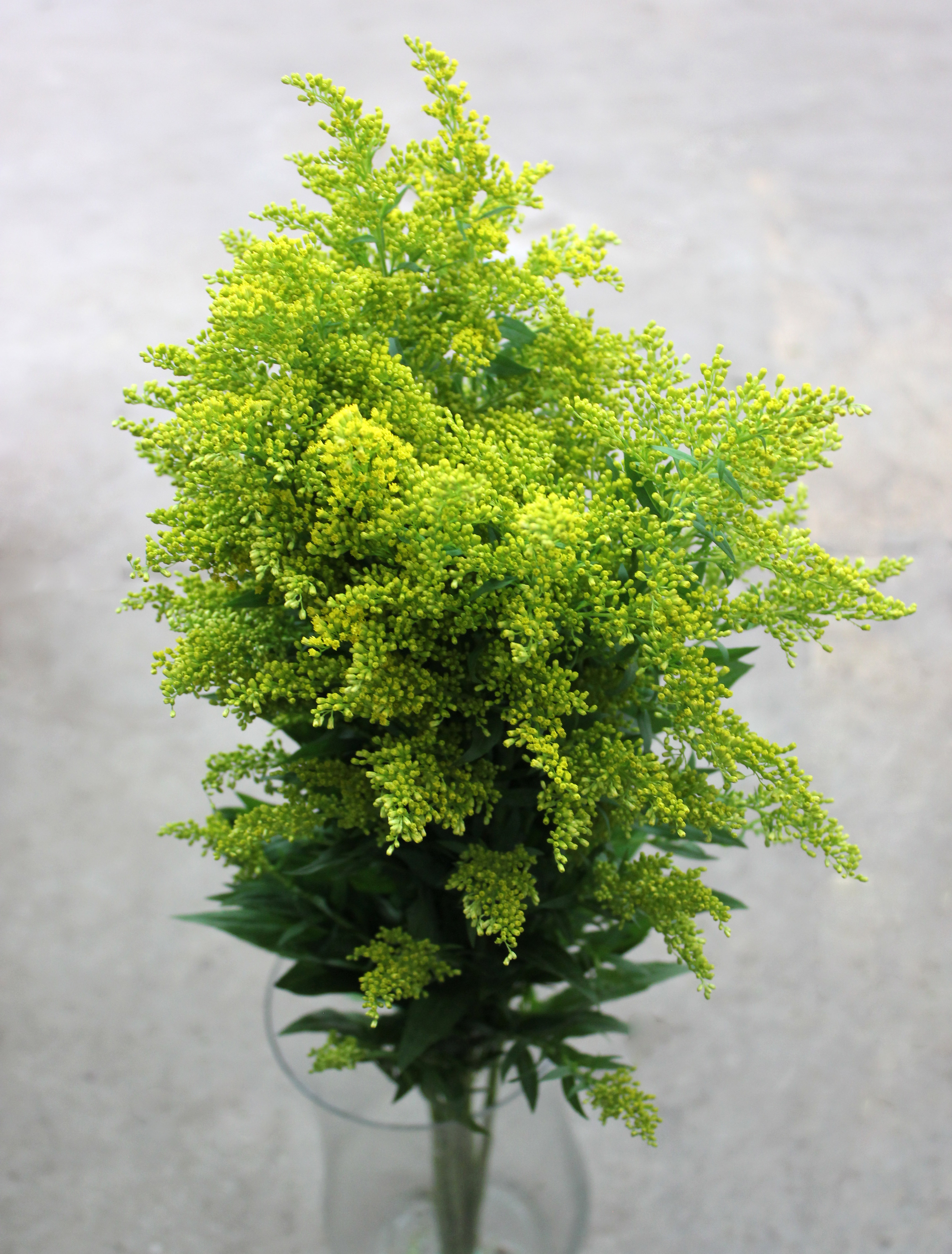 Solidago | Stevens and Son Wholesale Florist