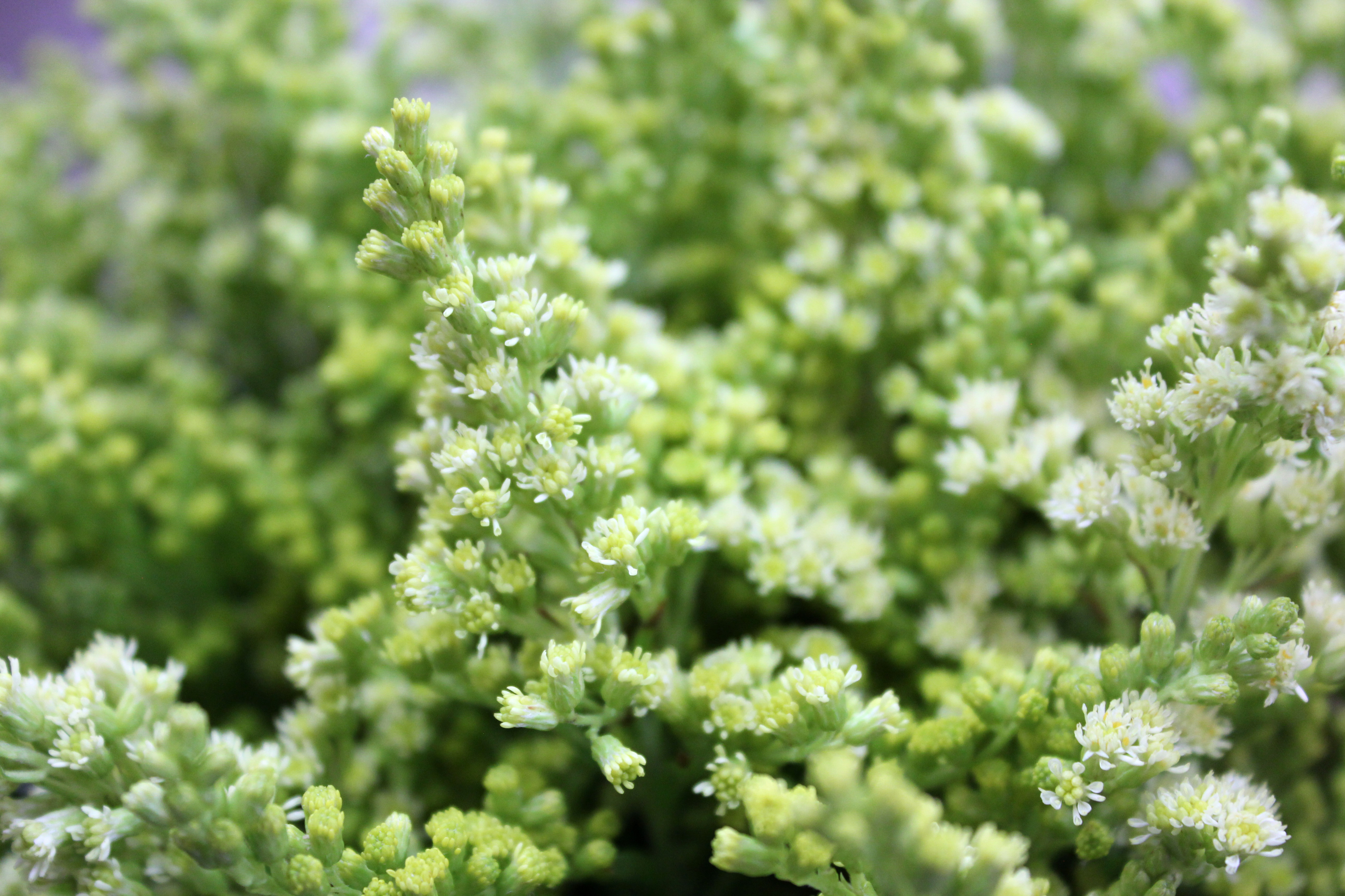 Solidago | Stevens and Son Wholesale Florist