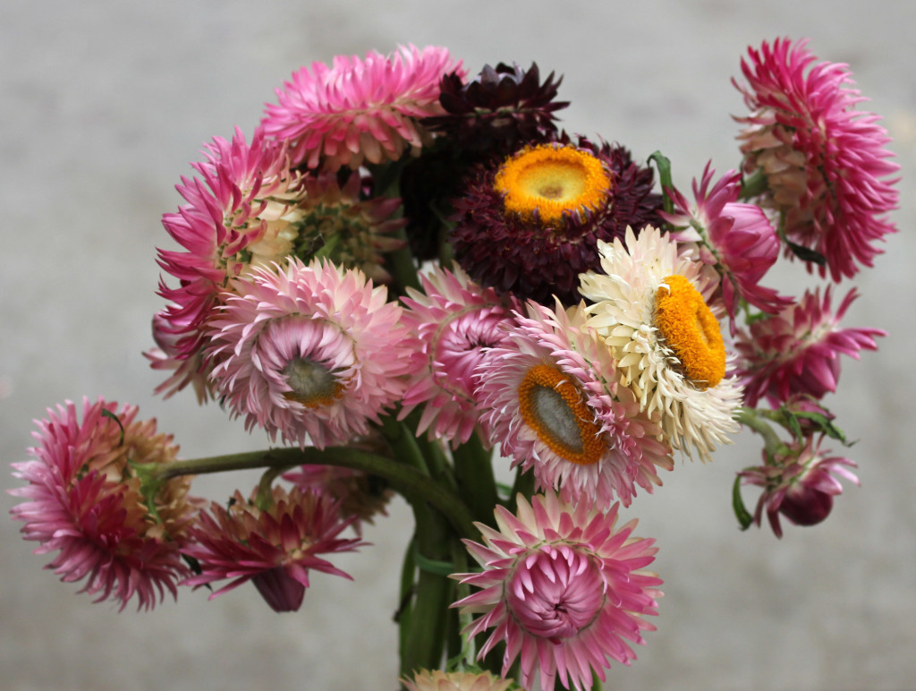 Strawflower | Stevens and Son Wholesale Florist