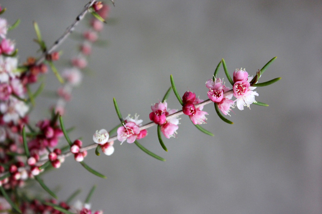 Myrtle | Stevens and Son Wholesale Florist