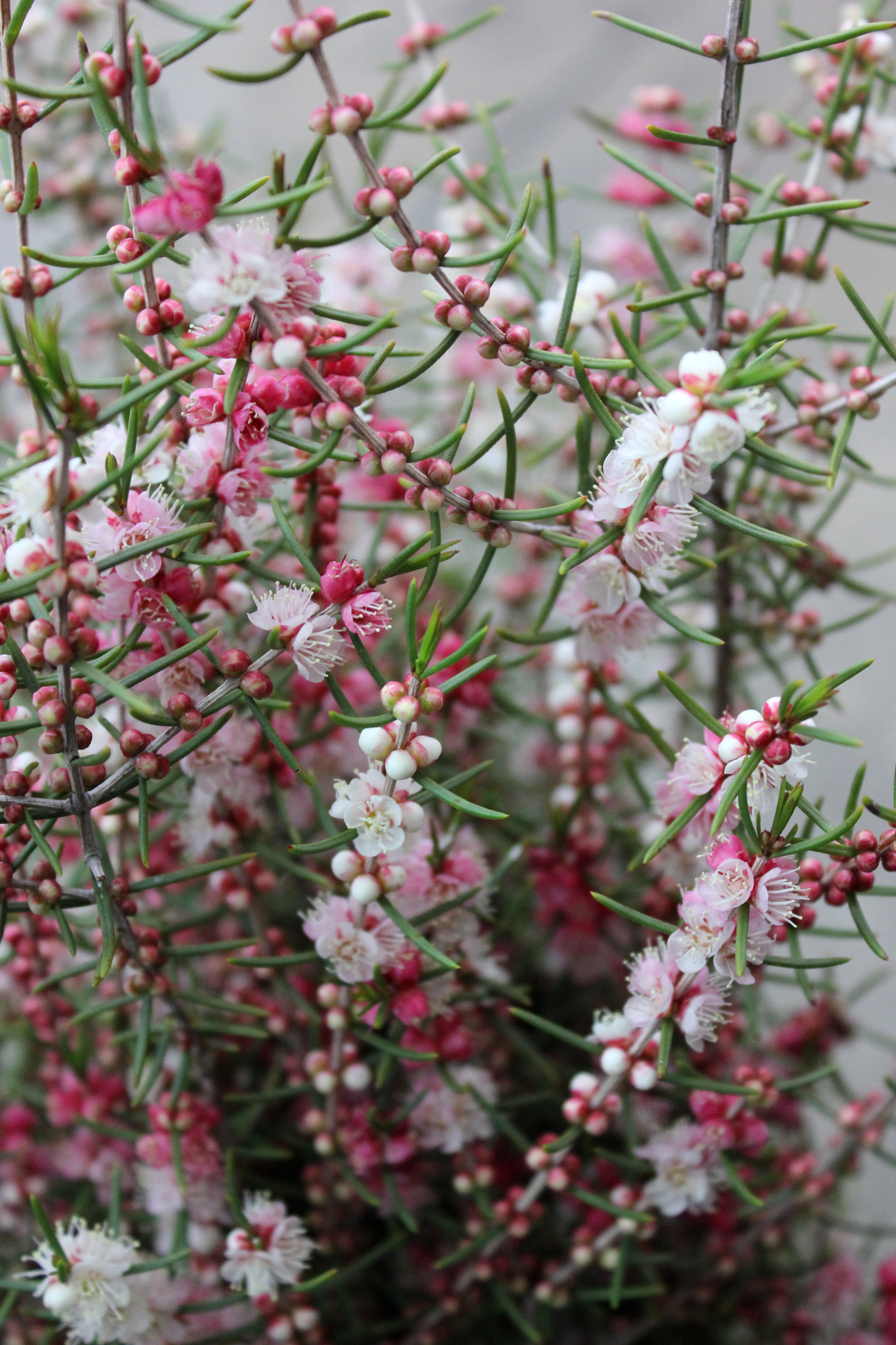 Myrtle | Stevens and Son Wholesale Florist