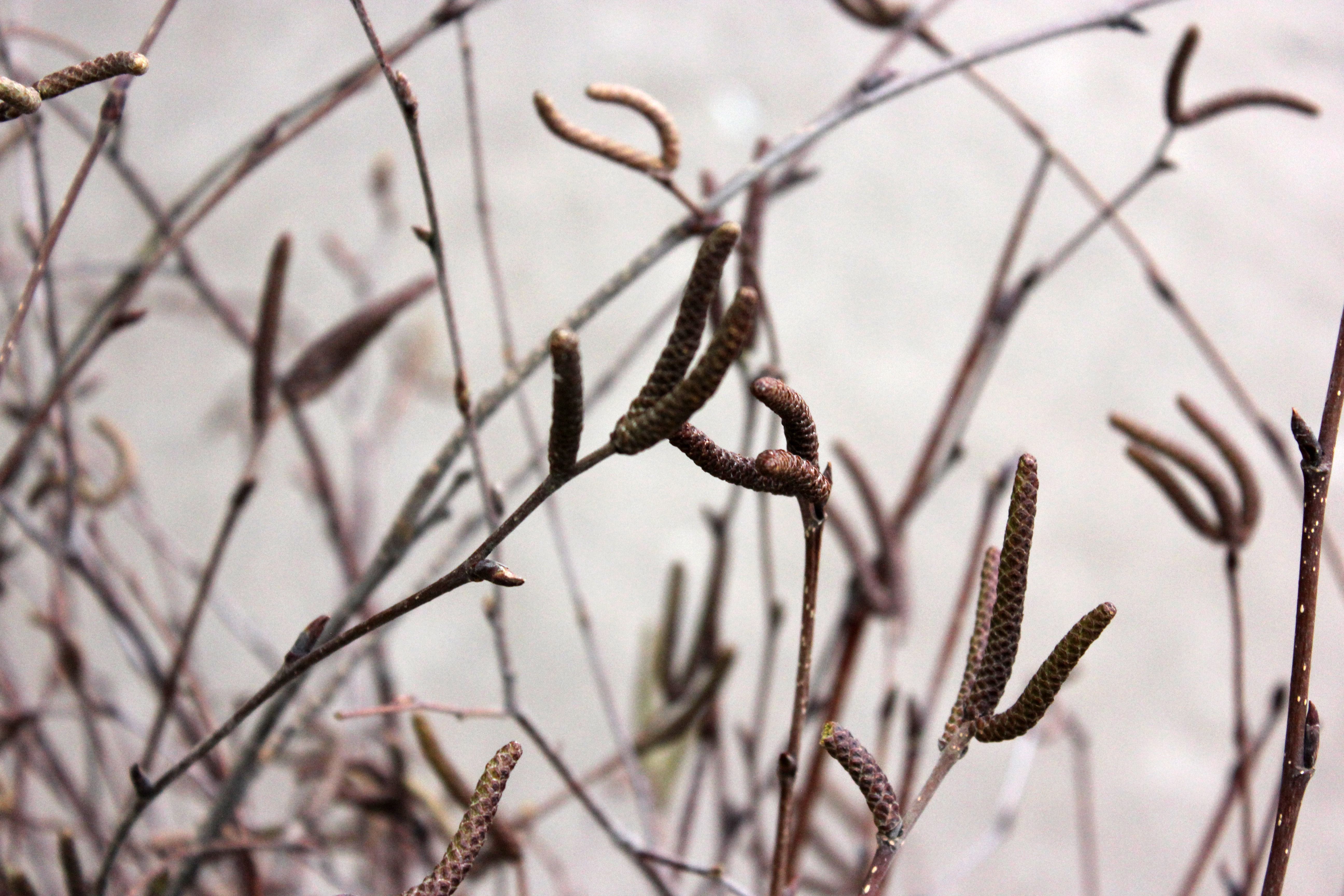 Victorian Weeping Birch Branches | Stevens and Son Wholesale Florist