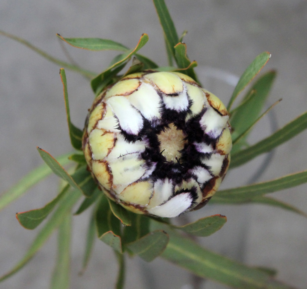 Pink Mink Protea | Stevens and Son Wholesale Florist