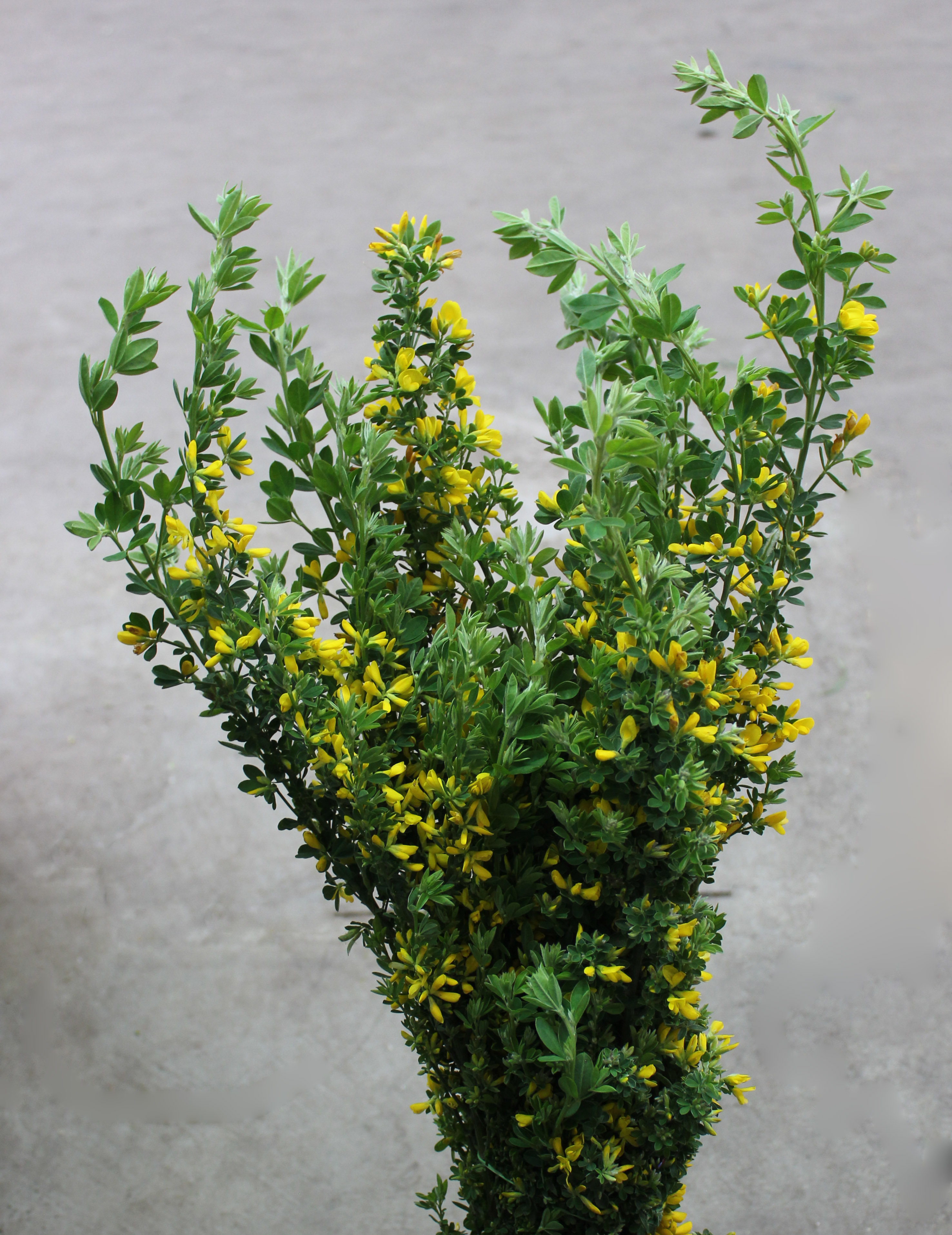 Ginesta | Stevens and Son Wholesale Florist