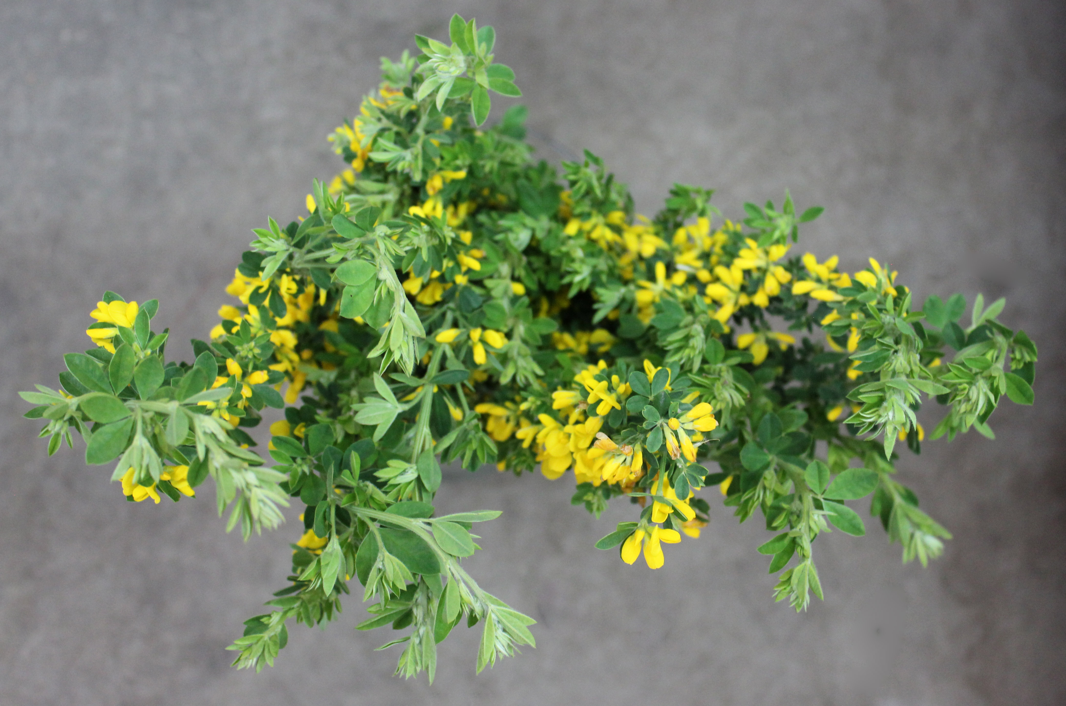 Ginesta | Stevens and Son Wholesale Florist