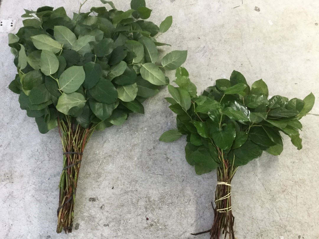 Salal | Stevens and Son Wholesale Florist