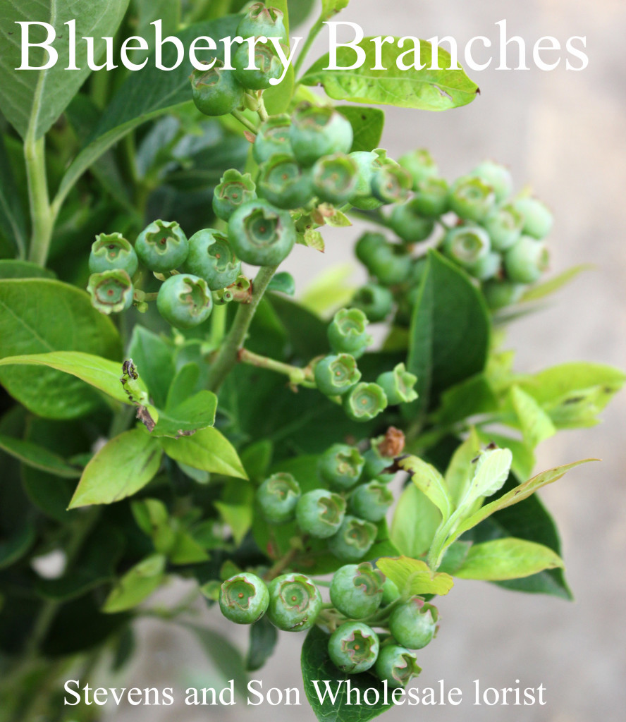 Branches | Stevens and Son Wholesale Florist