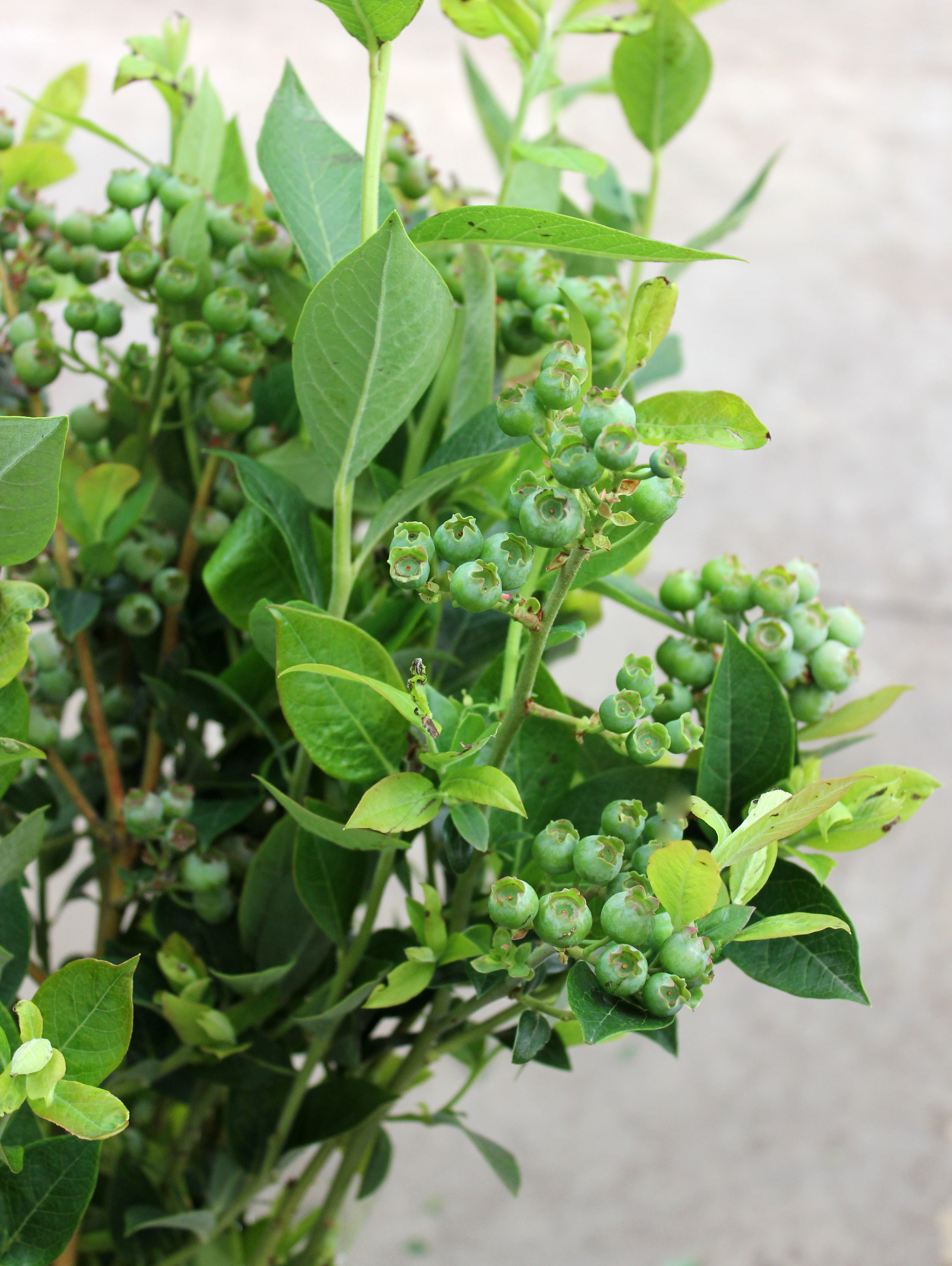 Blueberry Branches | Stevens and Son Wholesale Florist