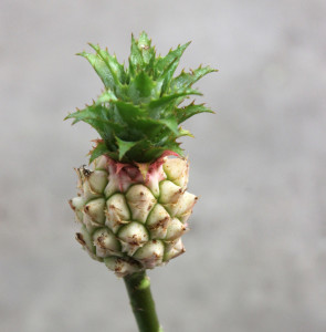 Mini Pineapples | Stevens and Son Wholesale Florist