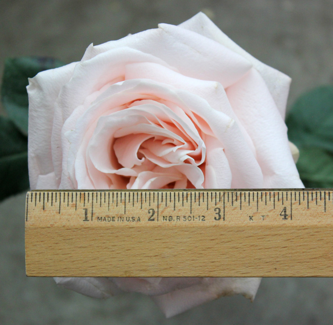 Pomarosa | Stevens and Son Wholesale Florist