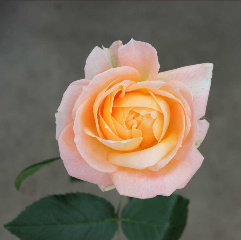 Princess Aiko | Stevens and Son Wholesale Florist