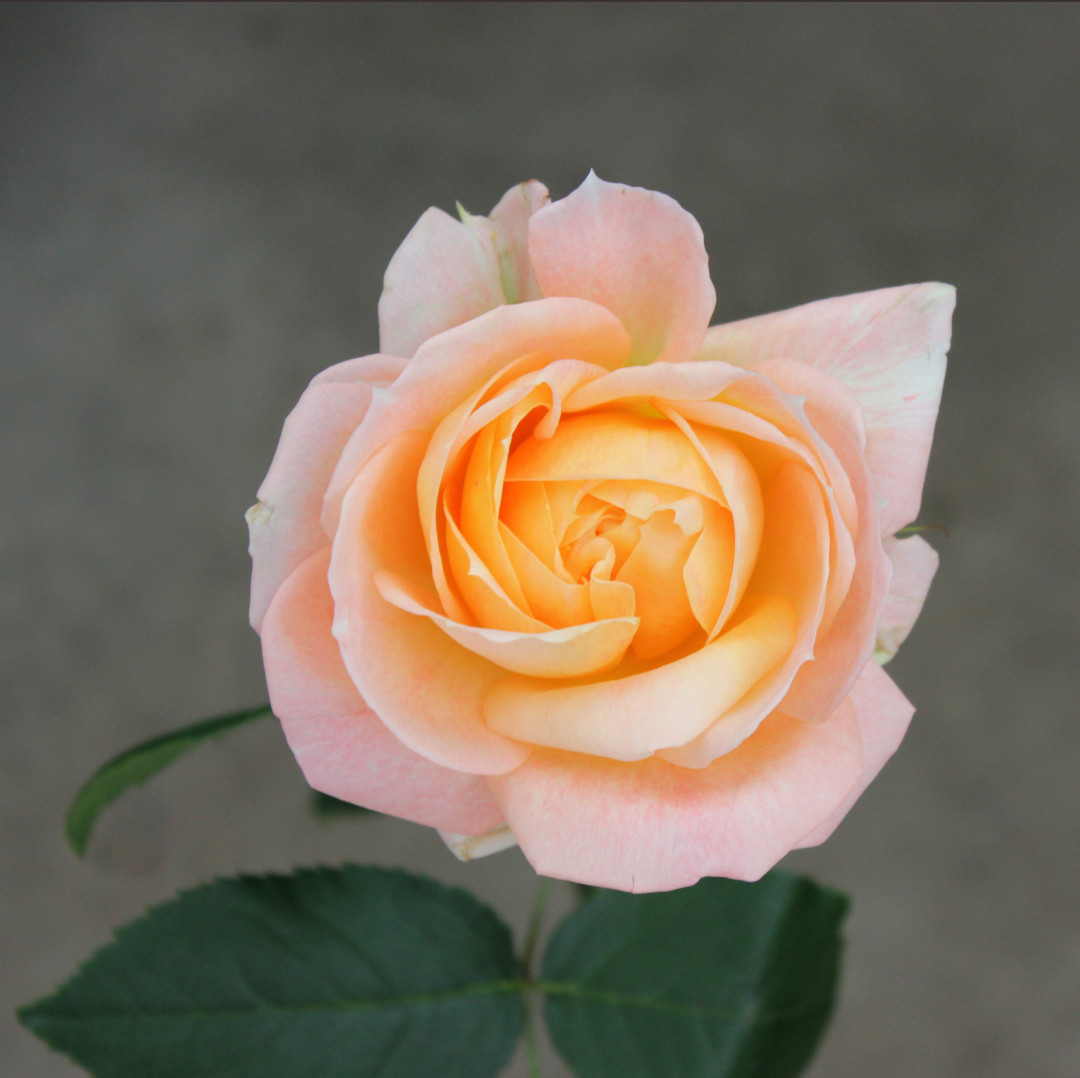 Princess Aiko | Stevens and Son Wholesale Florist