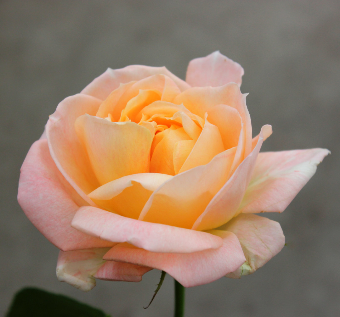 Princess Aiko | Stevens and Son Wholesale Florist