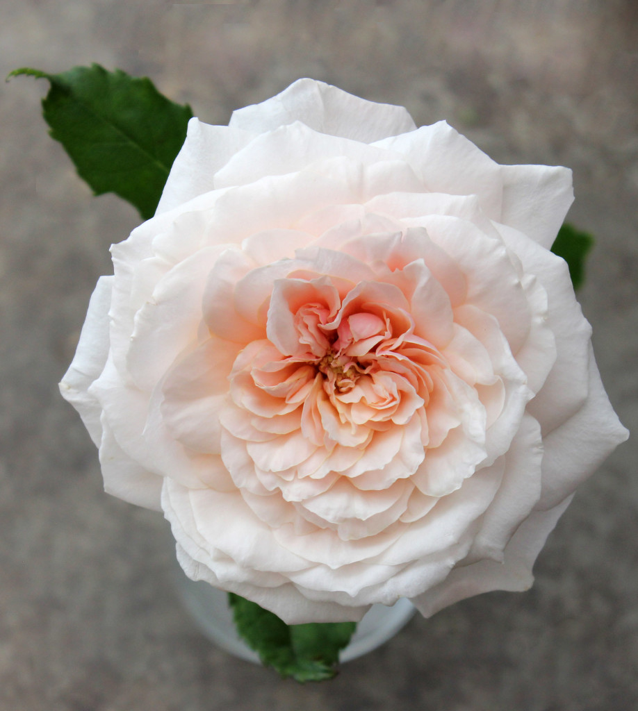 Wabara Tsumugi | Stevens and Son Wholesale Florist