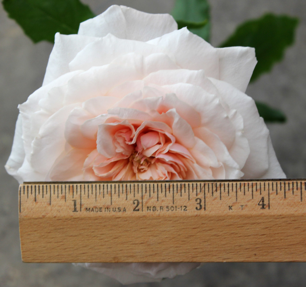 Wabara Tsumugi | Stevens and Son Wholesale Florist