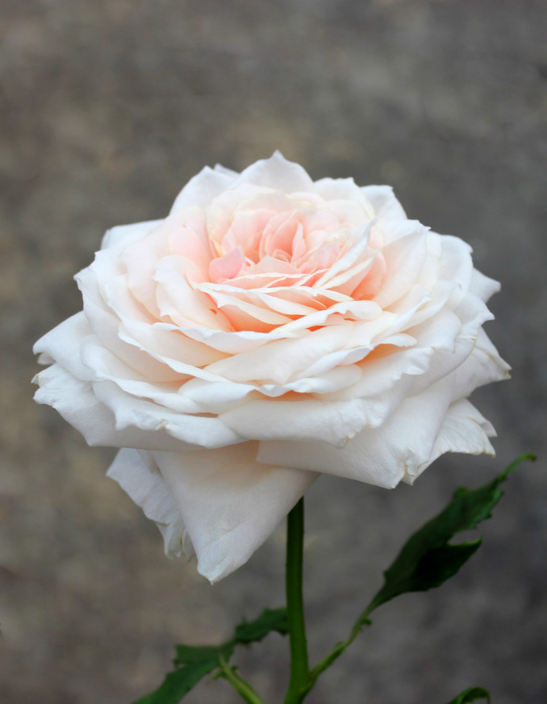 Wabara Tsumugi | Stevens and Son Wholesale Florist