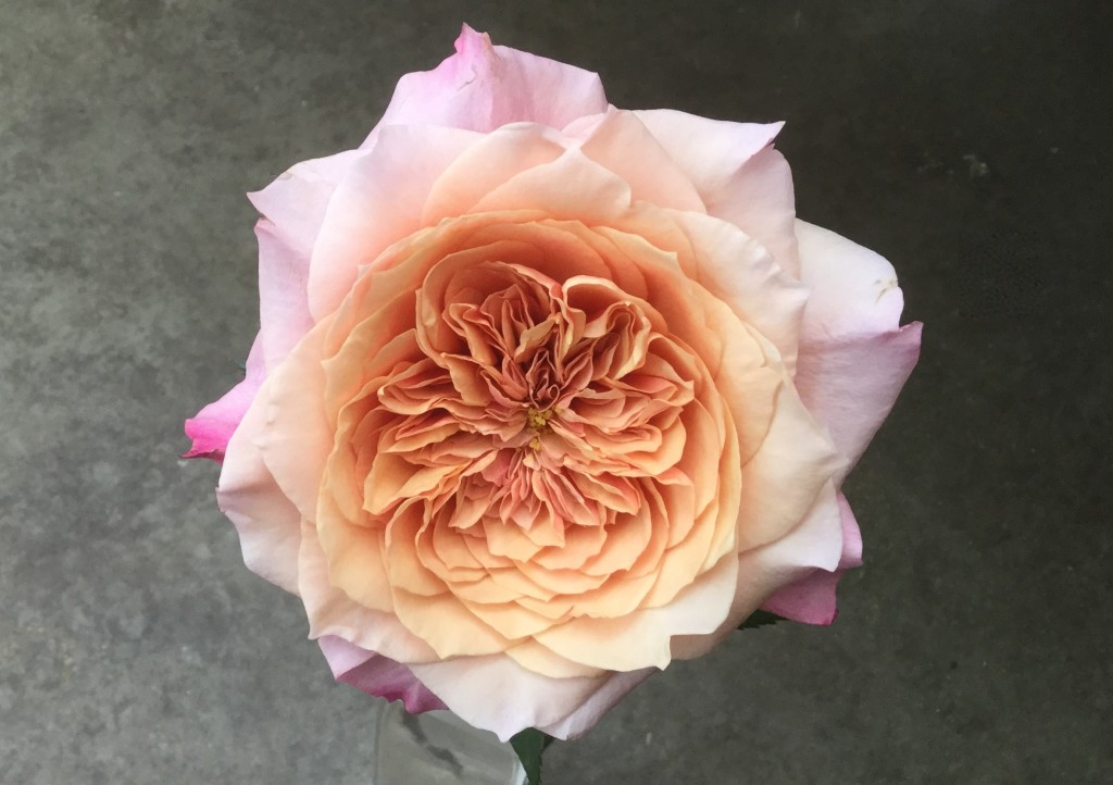 Wabara Miyabi SA | Stevens and Son Wholesale Florist