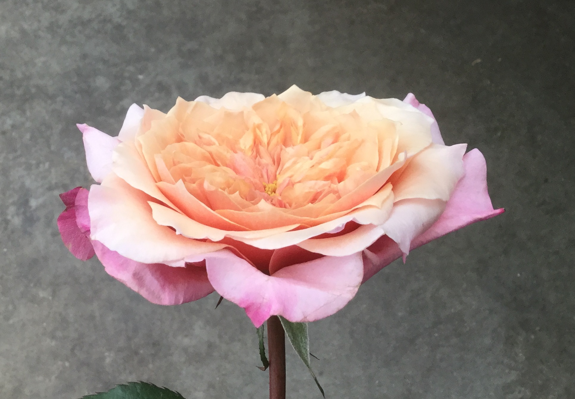 Wabara Miyabi SA | Stevens and Son Wholesale Florist
