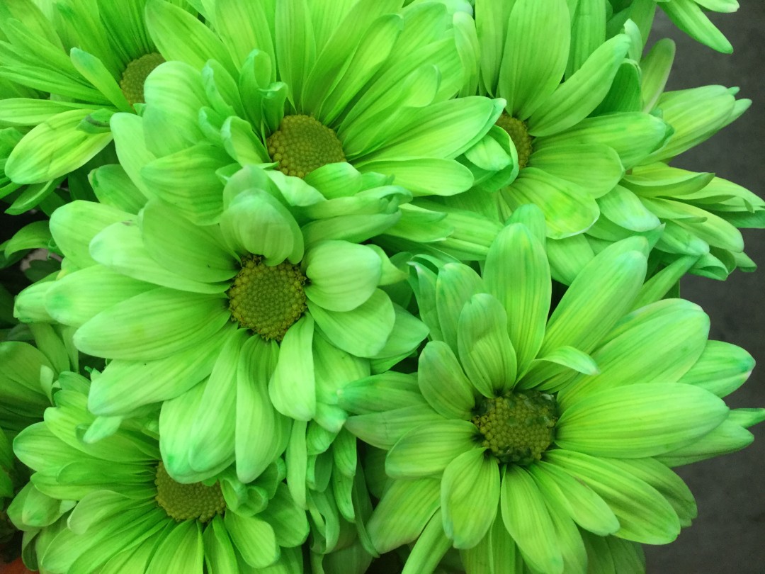 Crazy Daisy Mum | Stevens and Son Wholesale Florist