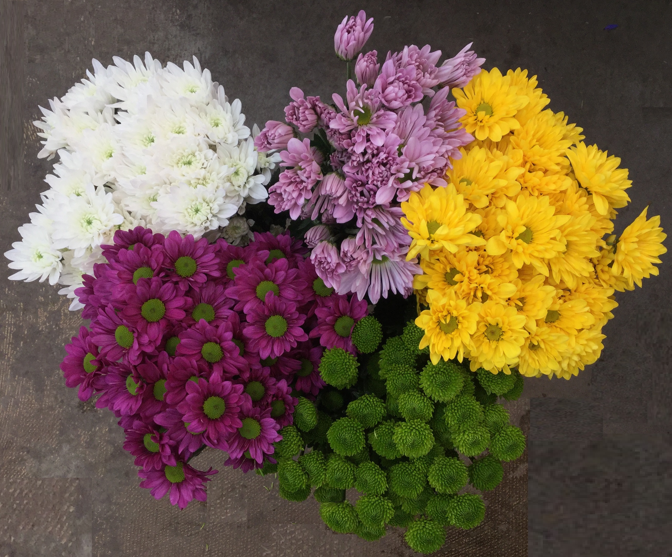 Pompons | Stevens and Son Wholesale Florist