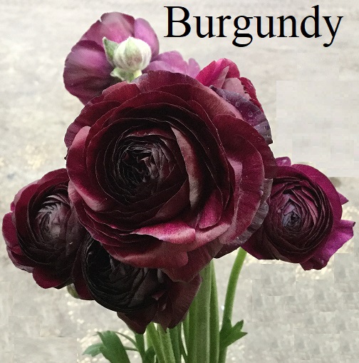 Ranunculus | Stevens and Son Wholesale Florist