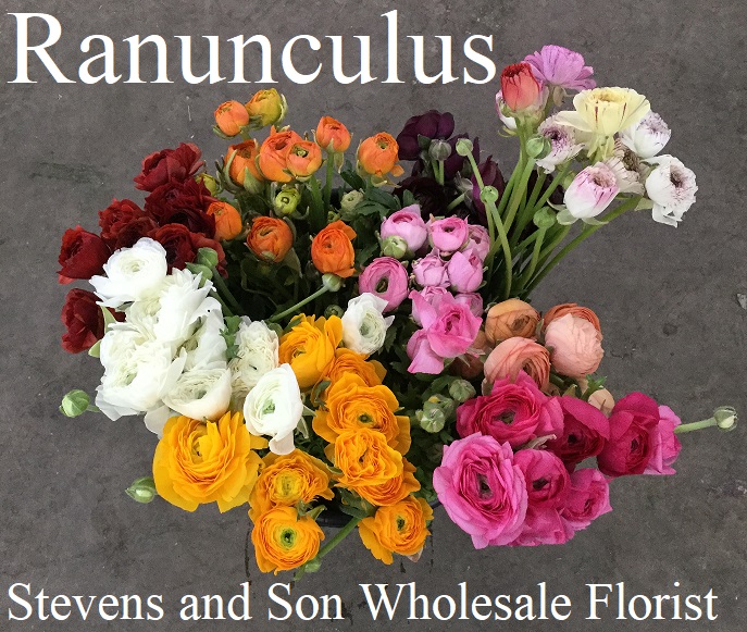 Ranunculus | Stevens and Son Wholesale Florist