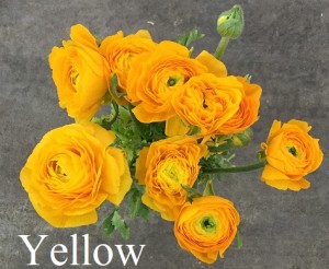 Ranunculus | Stevens and Son Wholesale Florist